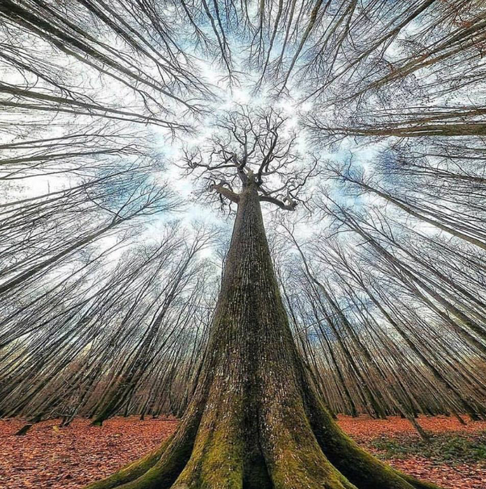 ¿QUE ES DASONOMÍA URBANA? :: Ecoopinabiosierra